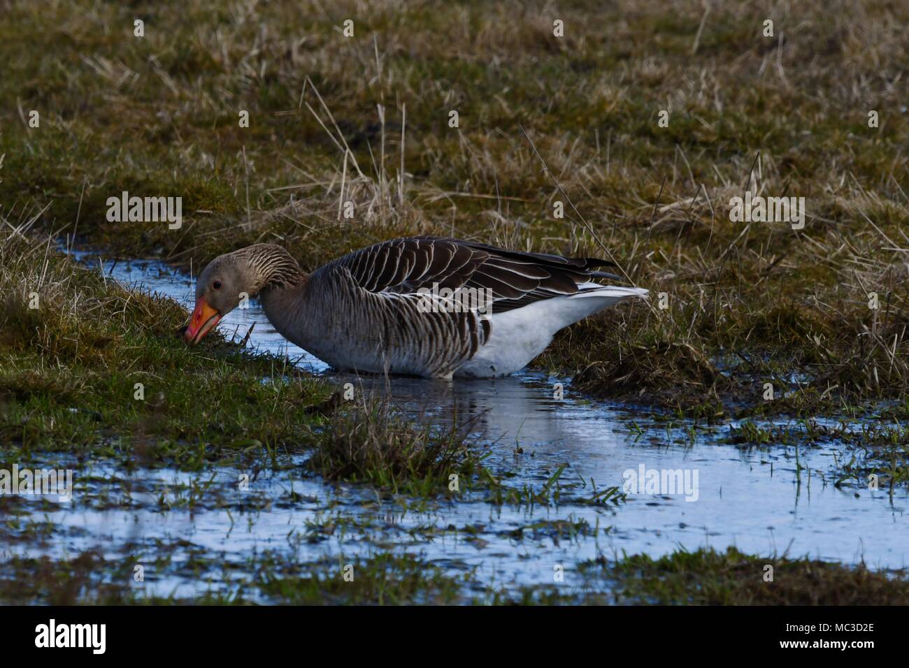 Toulouse geese - wild Stock Photo - Alamy