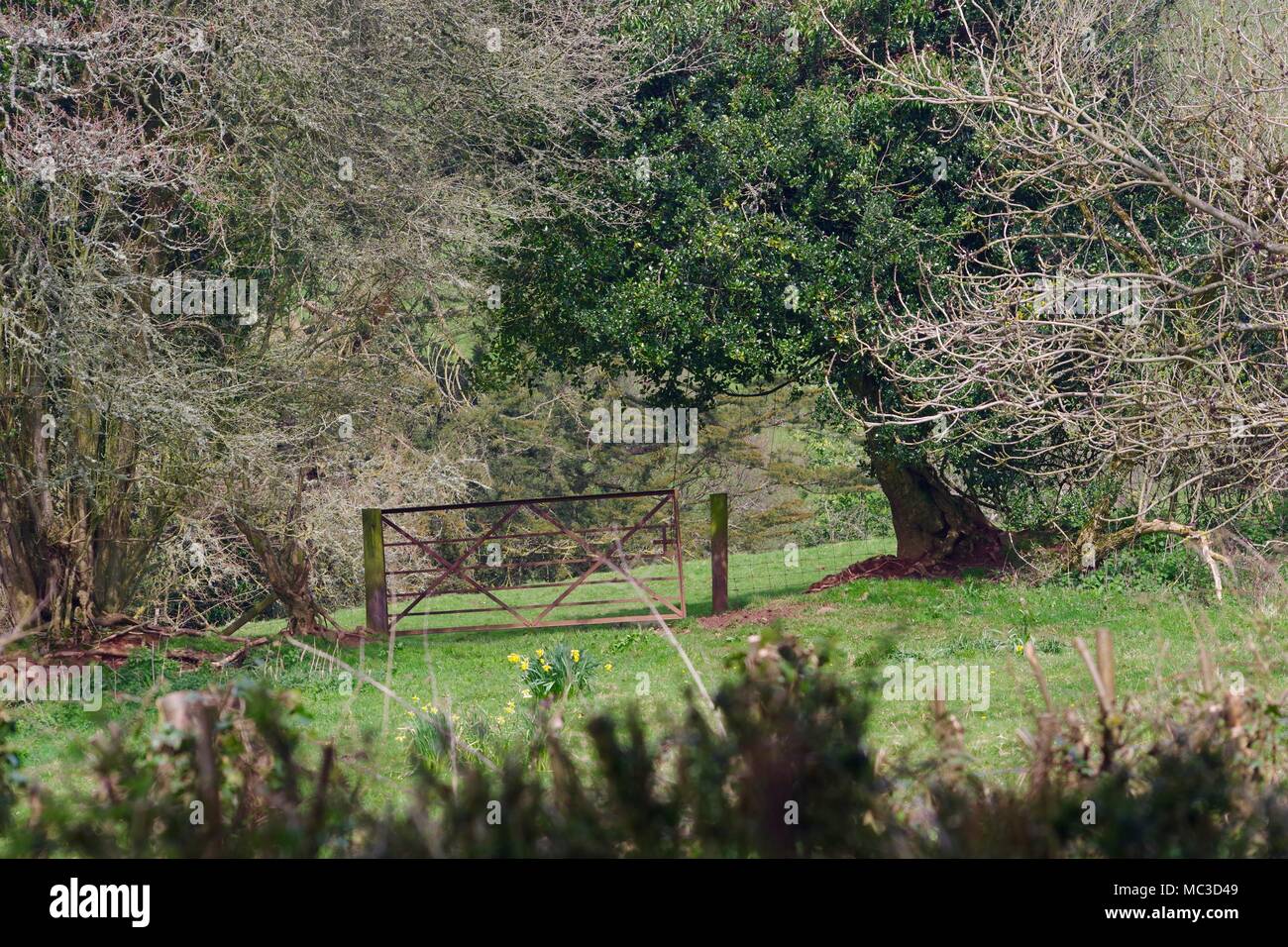 Iron Farm Gate in a Wooded Spring Pasture Field. Bickleigh, Tiverton ...