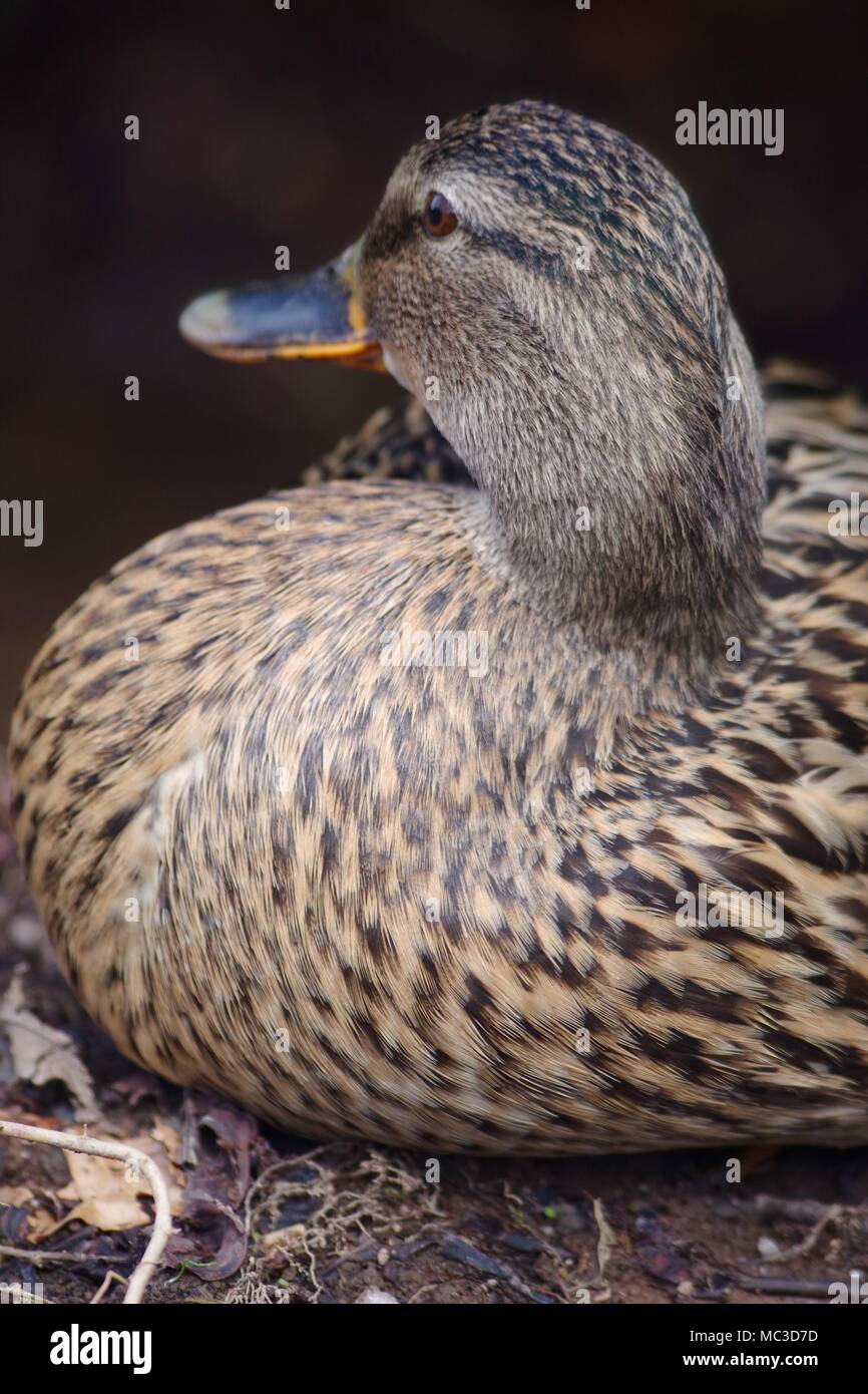 Native uk bird devon hi-res stock photography and images - Alamy