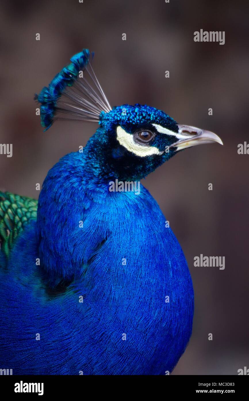 Male Peacock ( Pavo cristatus) in the Garden of Bickleigh Mill, Devon ...