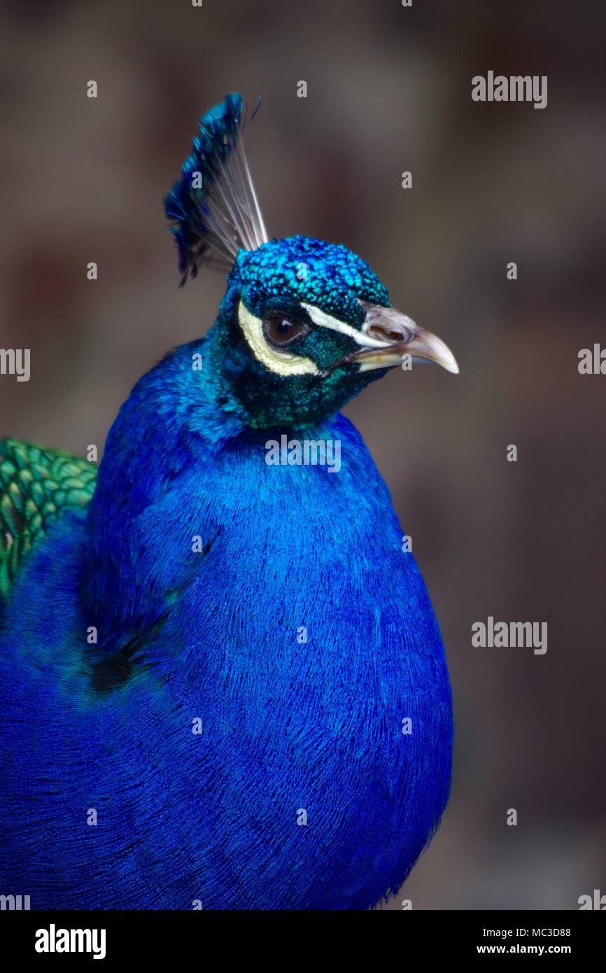 Stunning showy bird hi-res stock photography and images - Alamy
