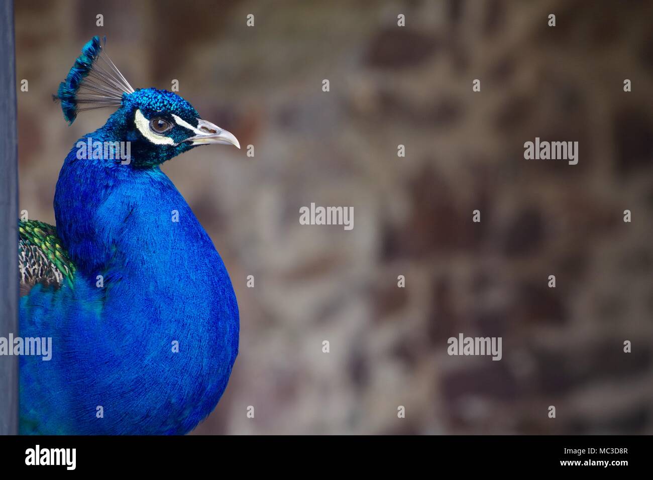 Male Peacock ( Pavo cristatus) in the Garden of Bickleigh Mill, Devon ...