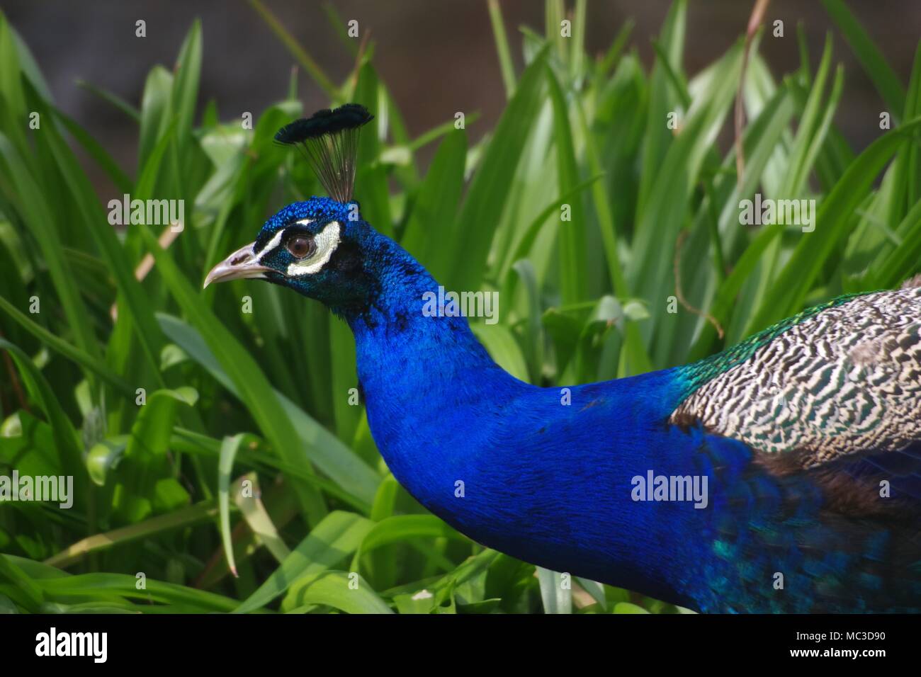 Male Peacock ( Pavo cristatus) in the Garden of Bickleigh Mill, Devon ...