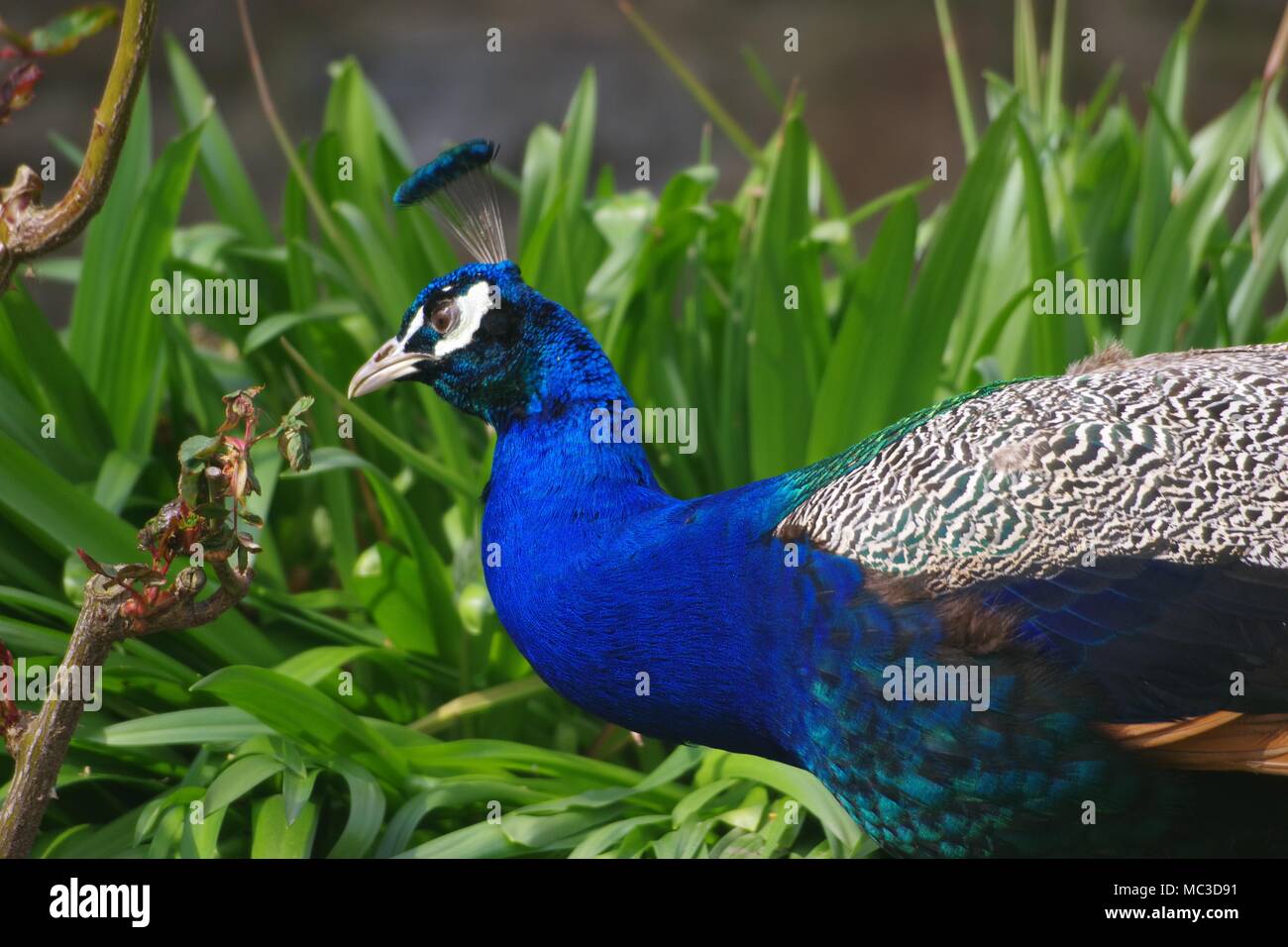 Male Peacock ( Pavo cristatus) in the Garden of Bickleigh Mill, Devon ...