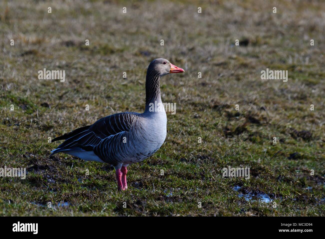Toulouse geese hi-res stock photography and images - Alamy