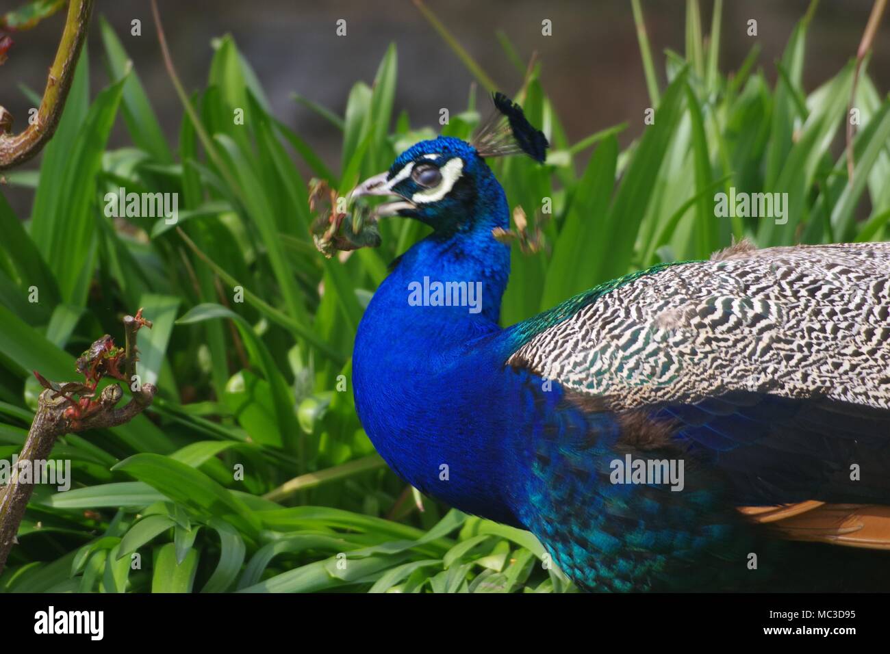 Male Peacock ( Pavo cristatus) in the Garden of Bickleigh Mill, Devon ...