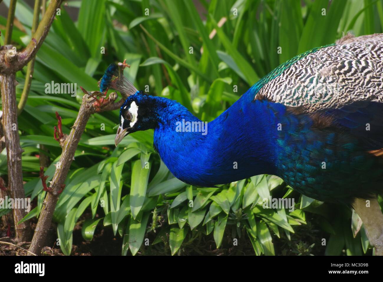 Male Peacock ( Pavo cristatus) in the Garden of Bickleigh Mill, Devon ...