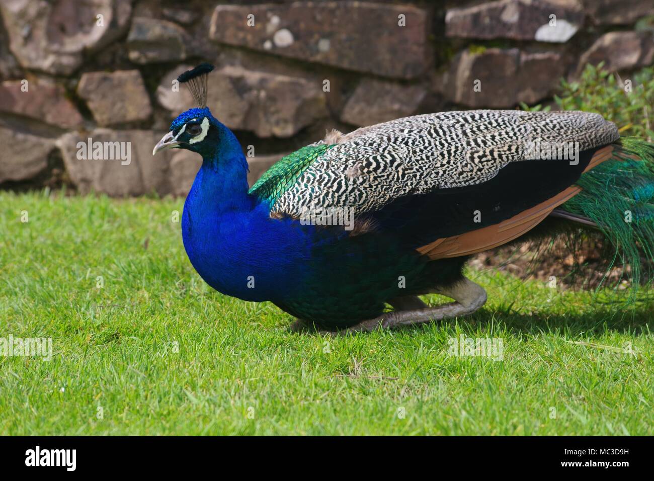 Male Peacock ( Pavo cristatus) in the Garden of Bickleigh Mill, Devon ...