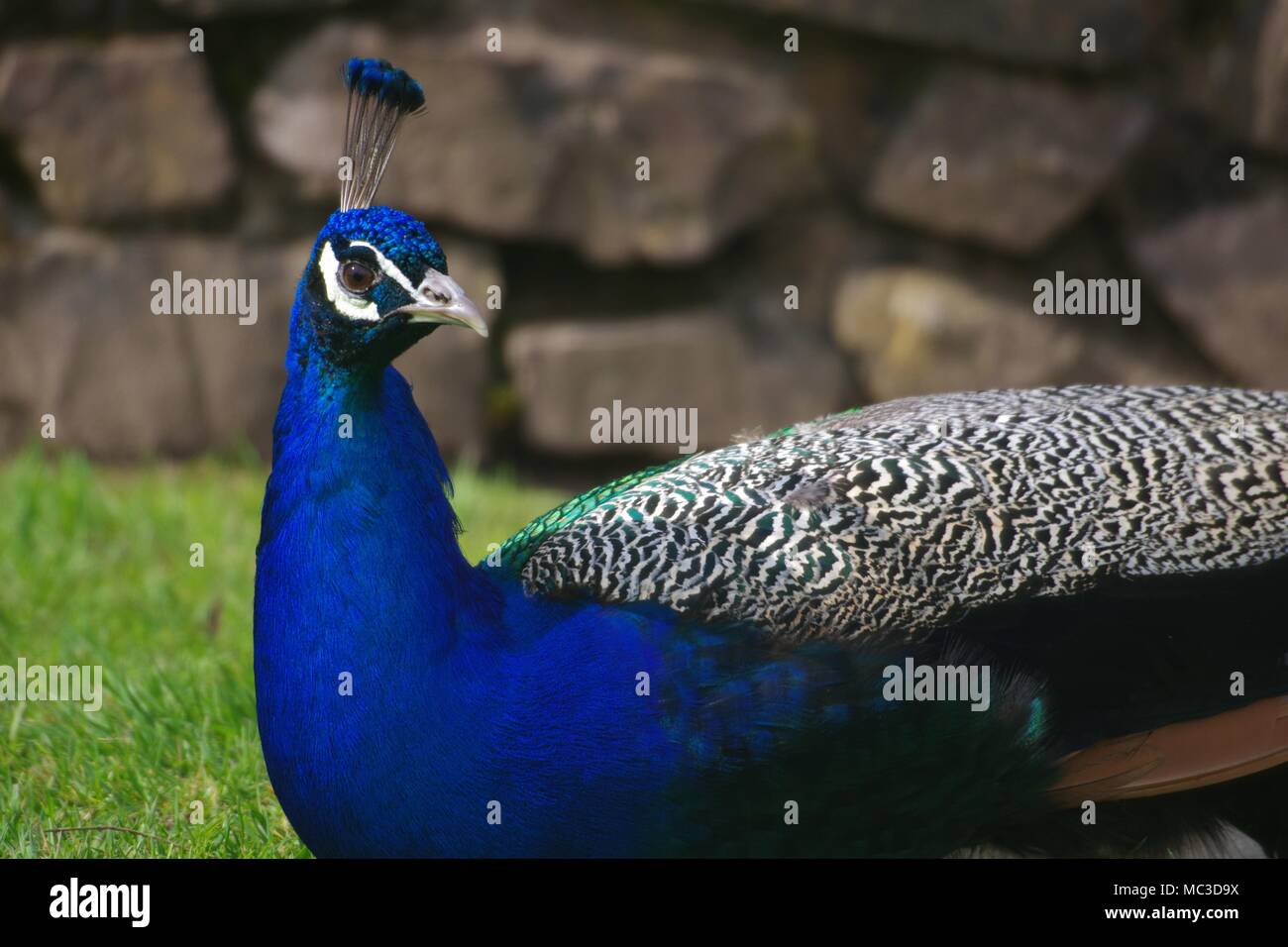 Male Peacock ( Pavo cristatus) in the Garden of Bickleigh Mill, Devon ...