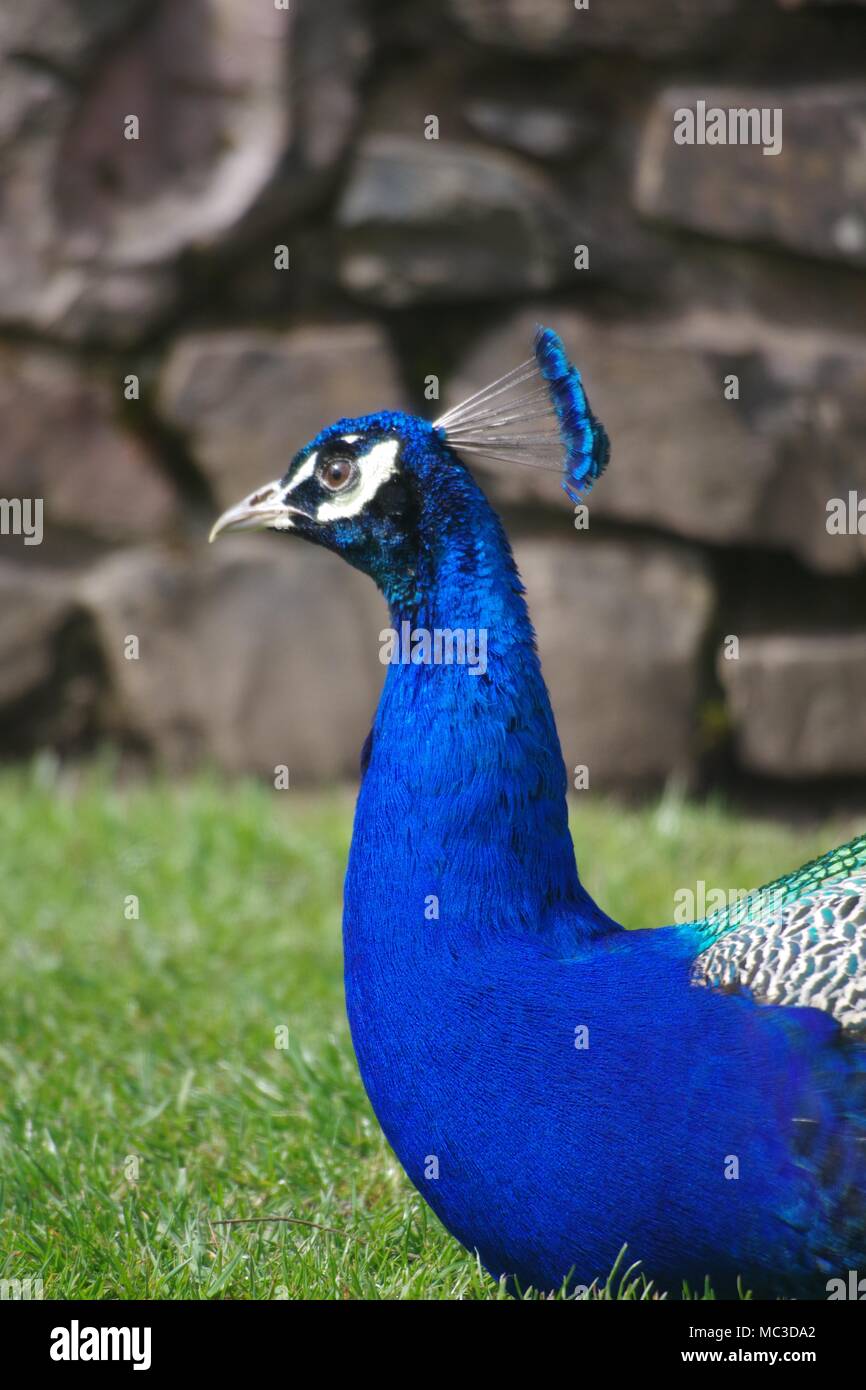 Male Peacock ( Pavo cristatus) in the Garden of Bickleigh Mill, Devon ...