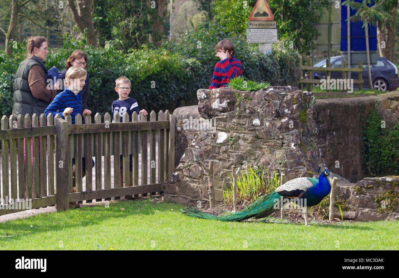 Young British Family watching a Peacock in the Garden at Bickleigh Mill ...