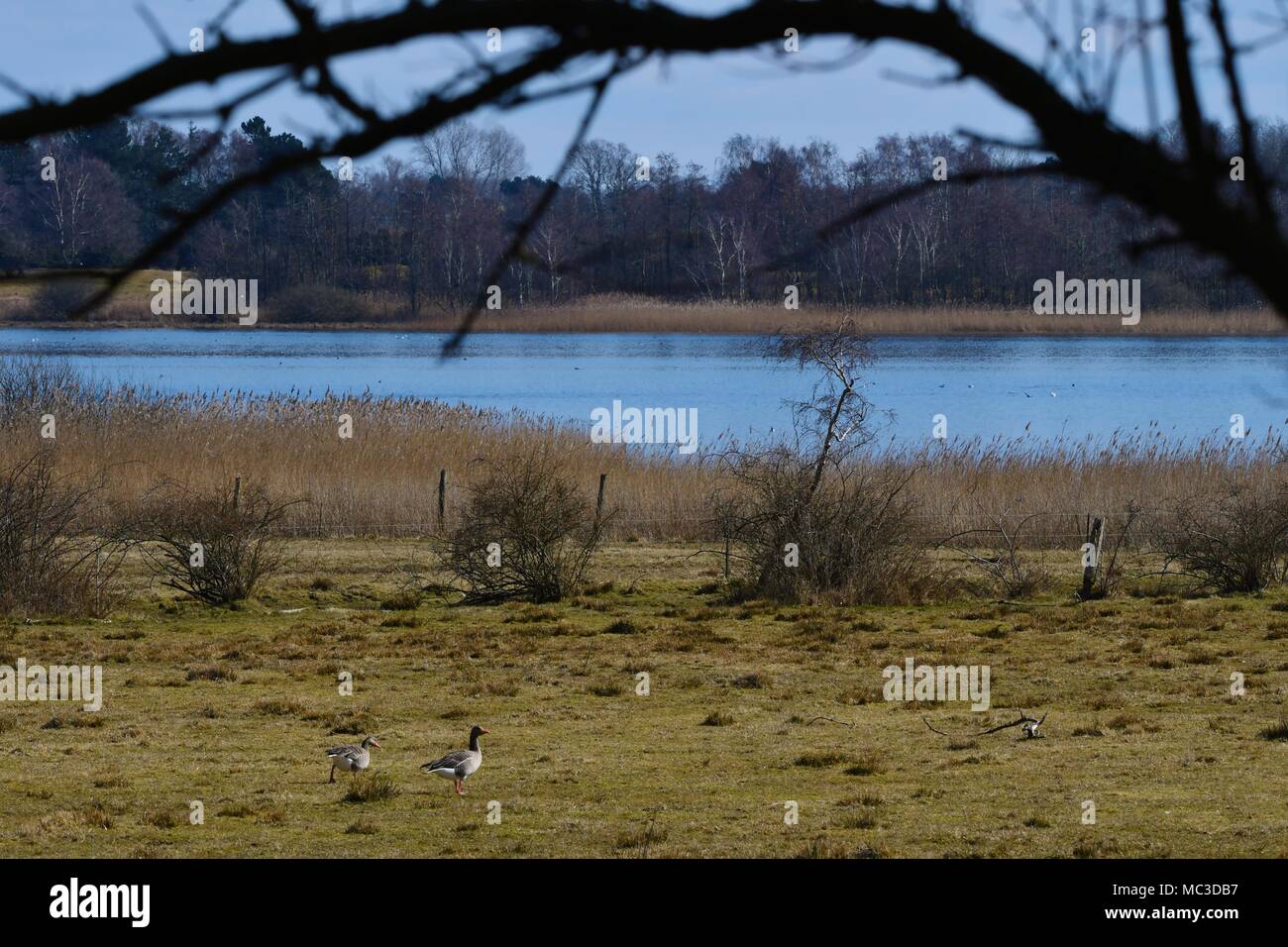 Danish lake hi-res stock photography and images - Alamy