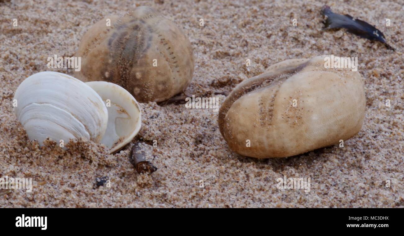 Bivalve Shell High Resolution Stock Photography and Images - Alamy