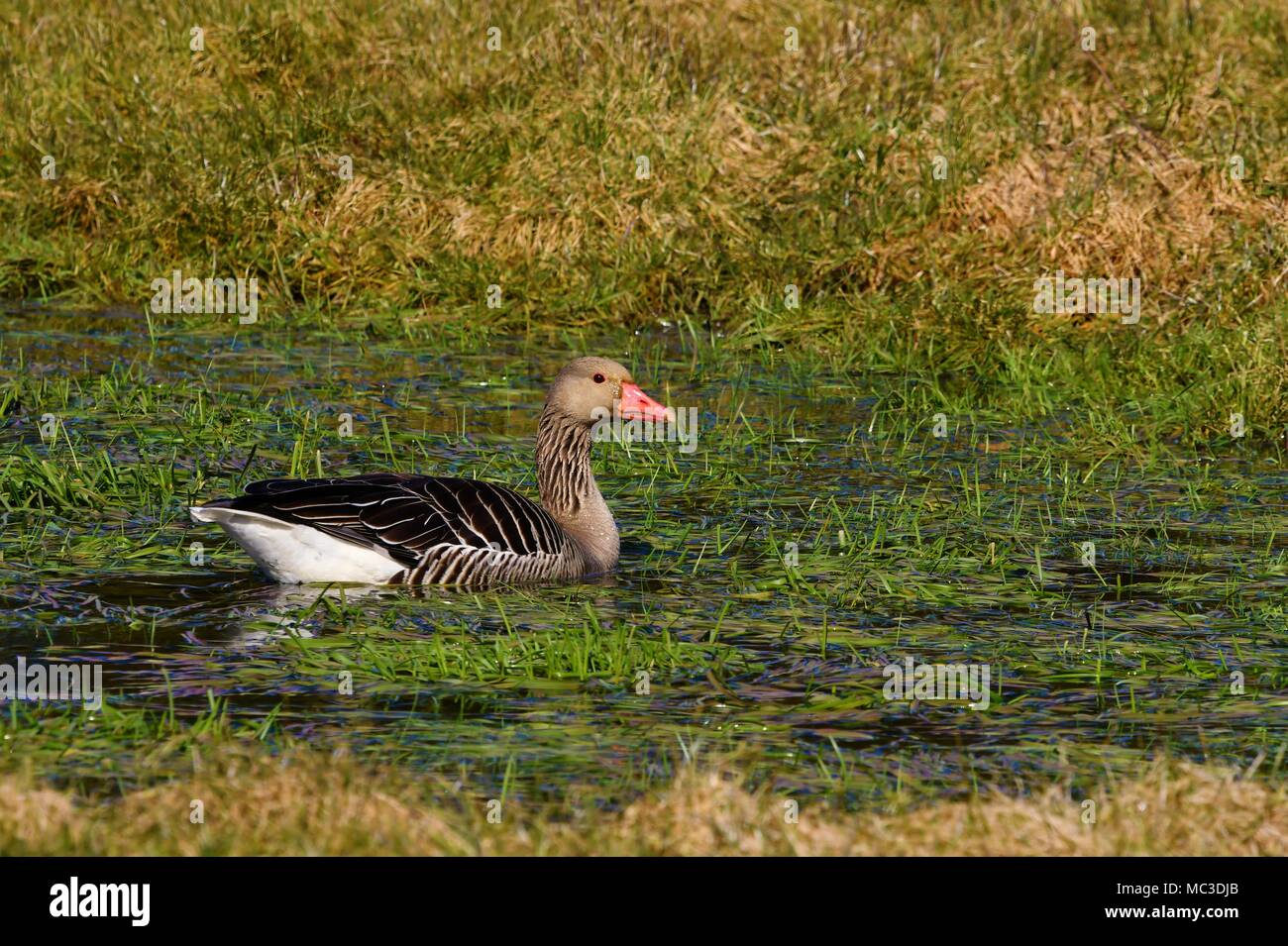 Toulouse geese - wild Stock Photo - Alamy