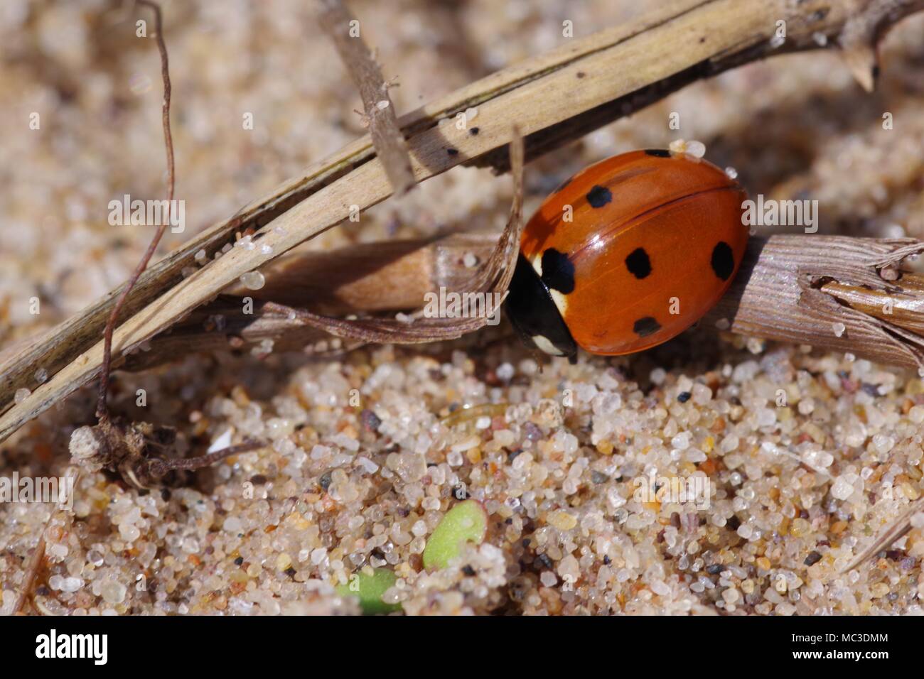7 Spot Ladybird (Coccinella 7-punctata) on the Sand Dunes of Dawlish ...