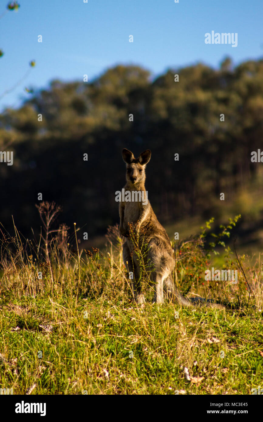 Kangaroo standing hi-res stock photography and images - Alamy