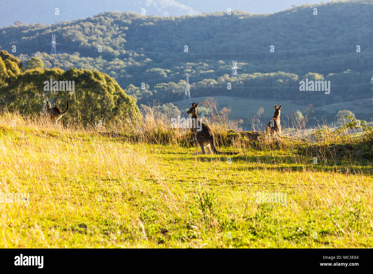 Kangaroos hopping on the edge of a mountain, lit by the sun with ...
