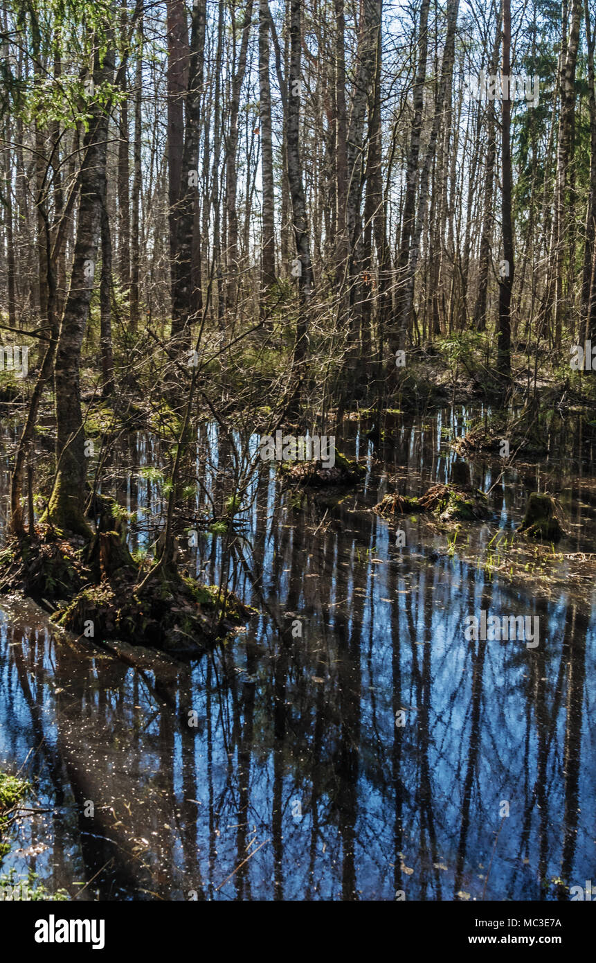 Spring forest.Spring forest landscape with water and trees.Sunbeams ...