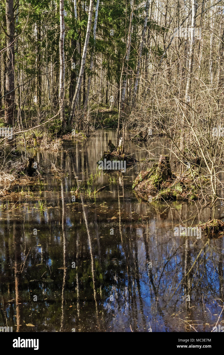Spring forest.Spring forest landscape with water and trees.Sunbeams ...