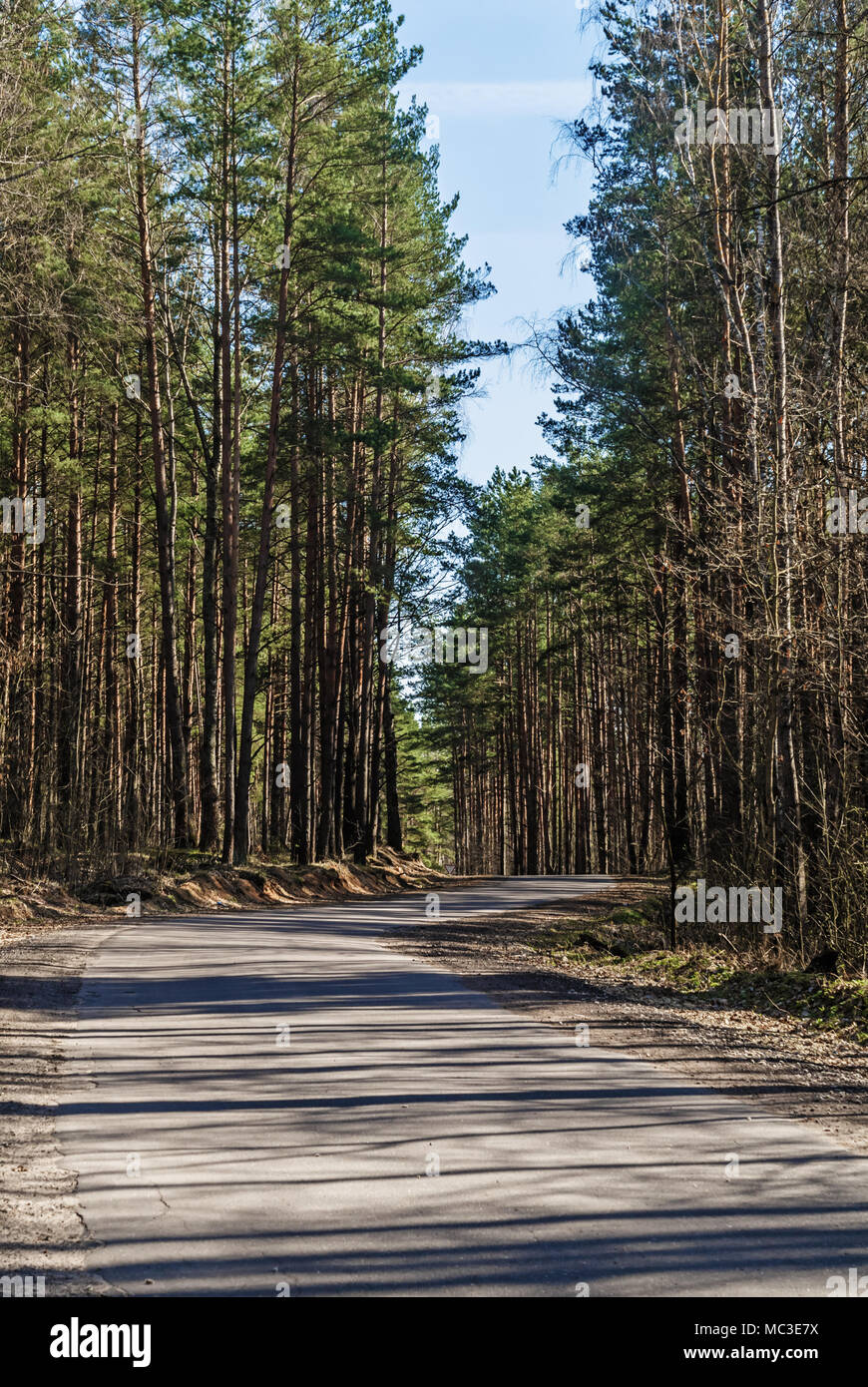 Spring landscape. Road in forest Stock Photo - Alamy