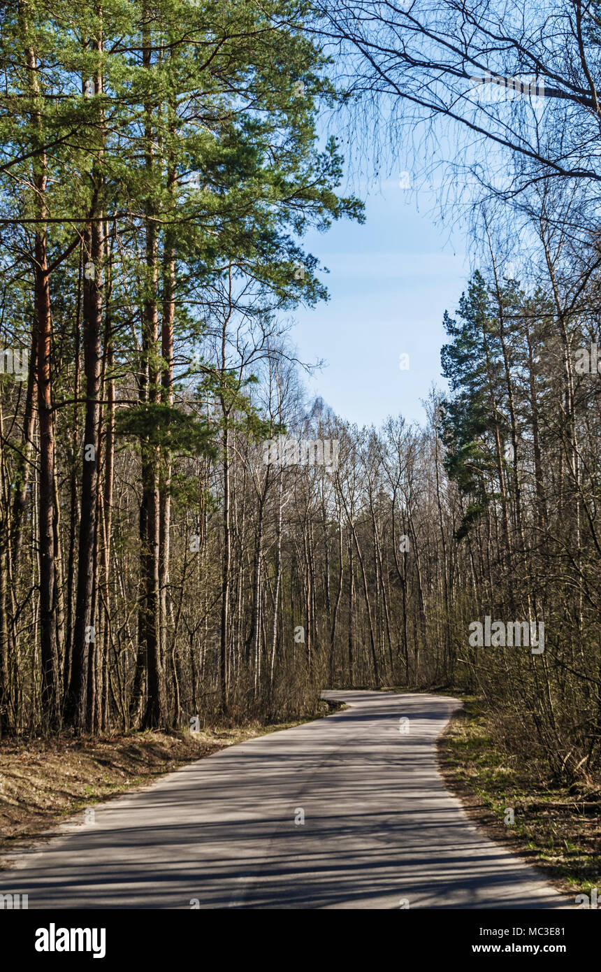 Spring landscape. Road in forest Stock Photo - Alamy