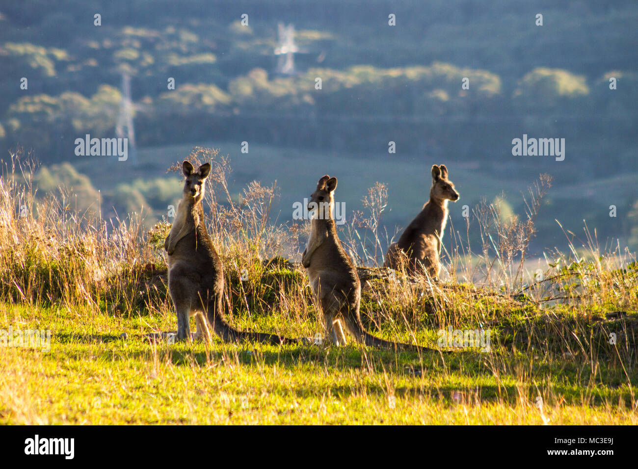 Three kangaroos standing on the edge of a mountain, backlit by the late ...