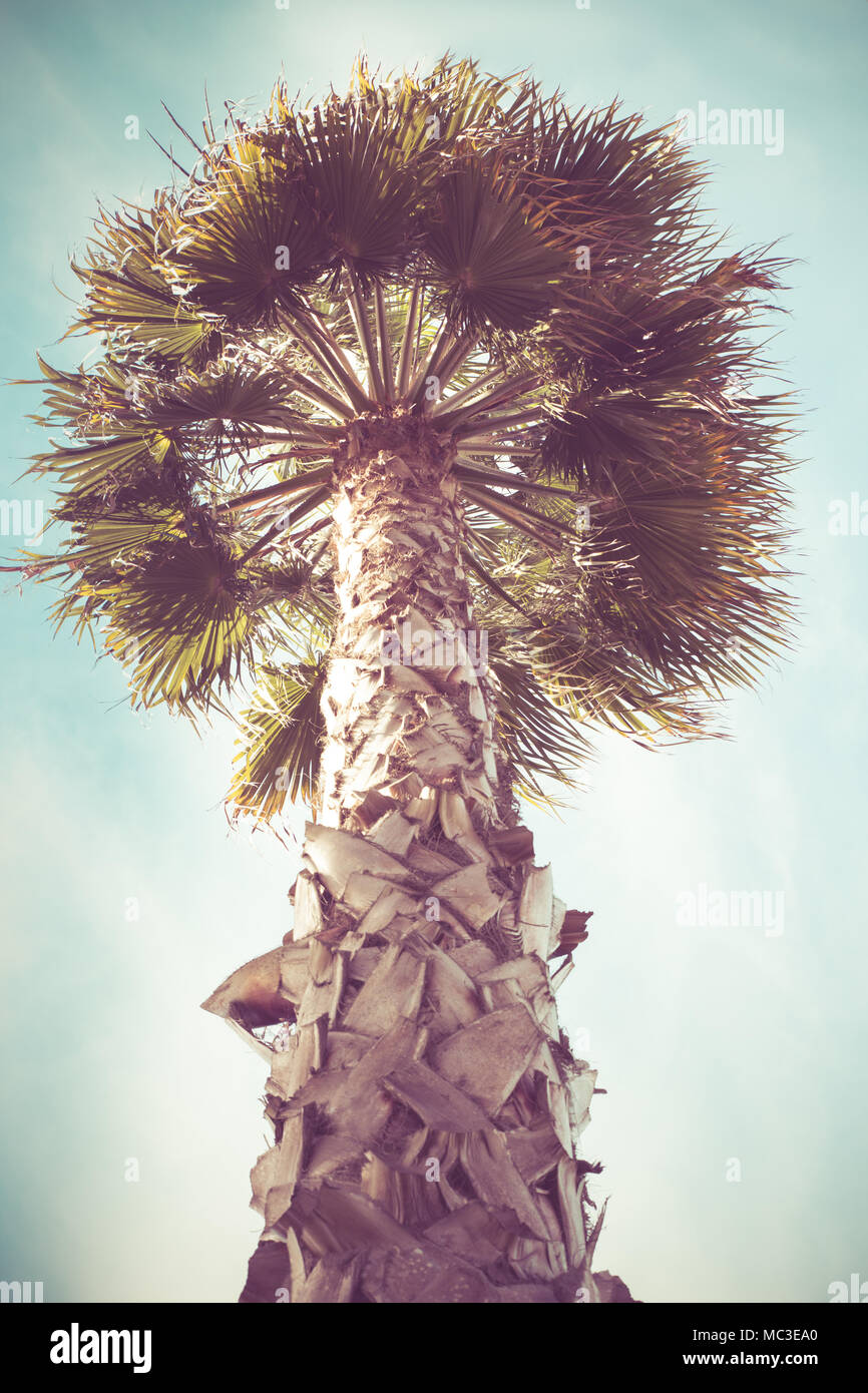 Tall palm trees filter hi-res stock photography and images - Alamy