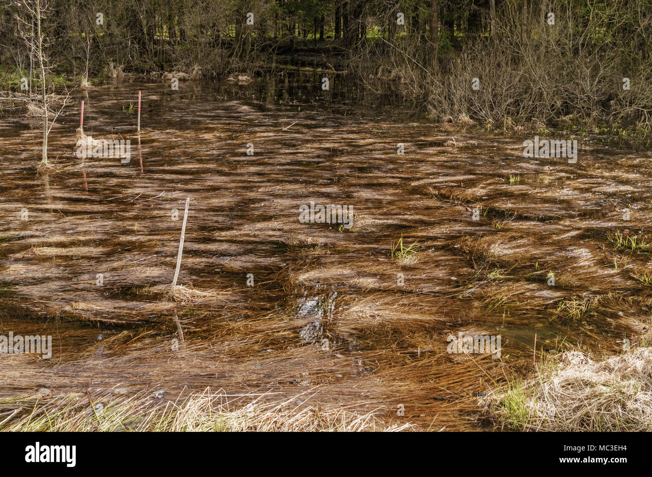 Spring forest.Spring water, dry grass and sunbeams Stock Photo - Alamy