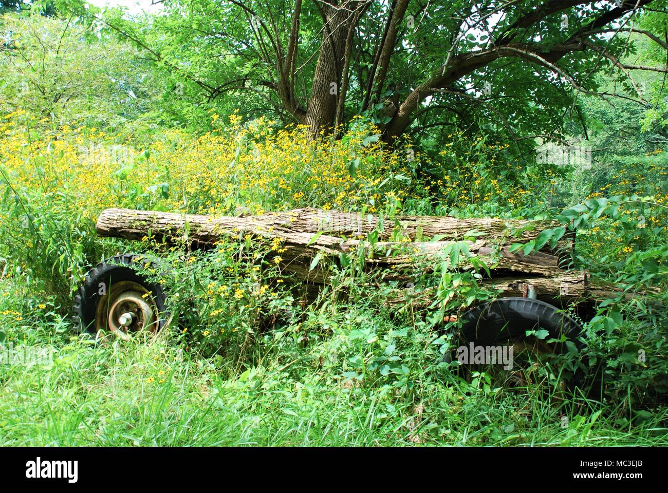 Old forgotten logging trailer in overgrown timbers in southeastern Iowa ...