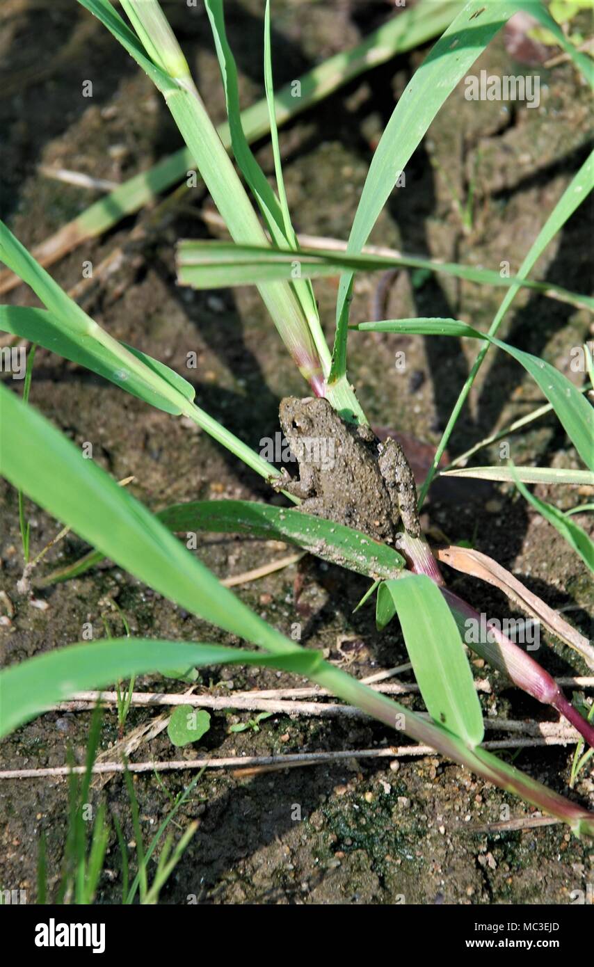 Common tree frog resting in the sunlight southeastern Iowa USA Stock ...