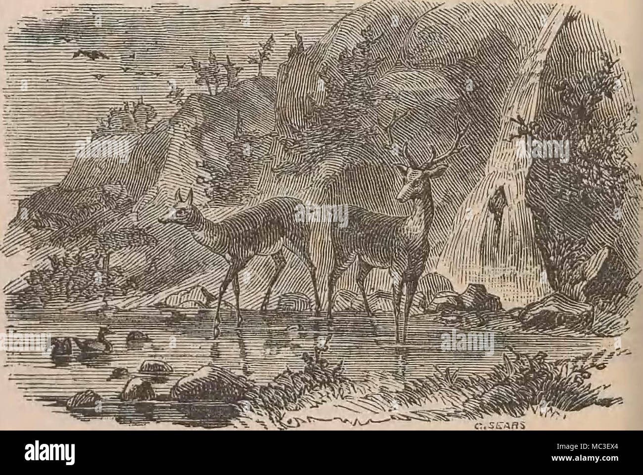 "The first lessons in numbers : an illustrated table book, designed for ...