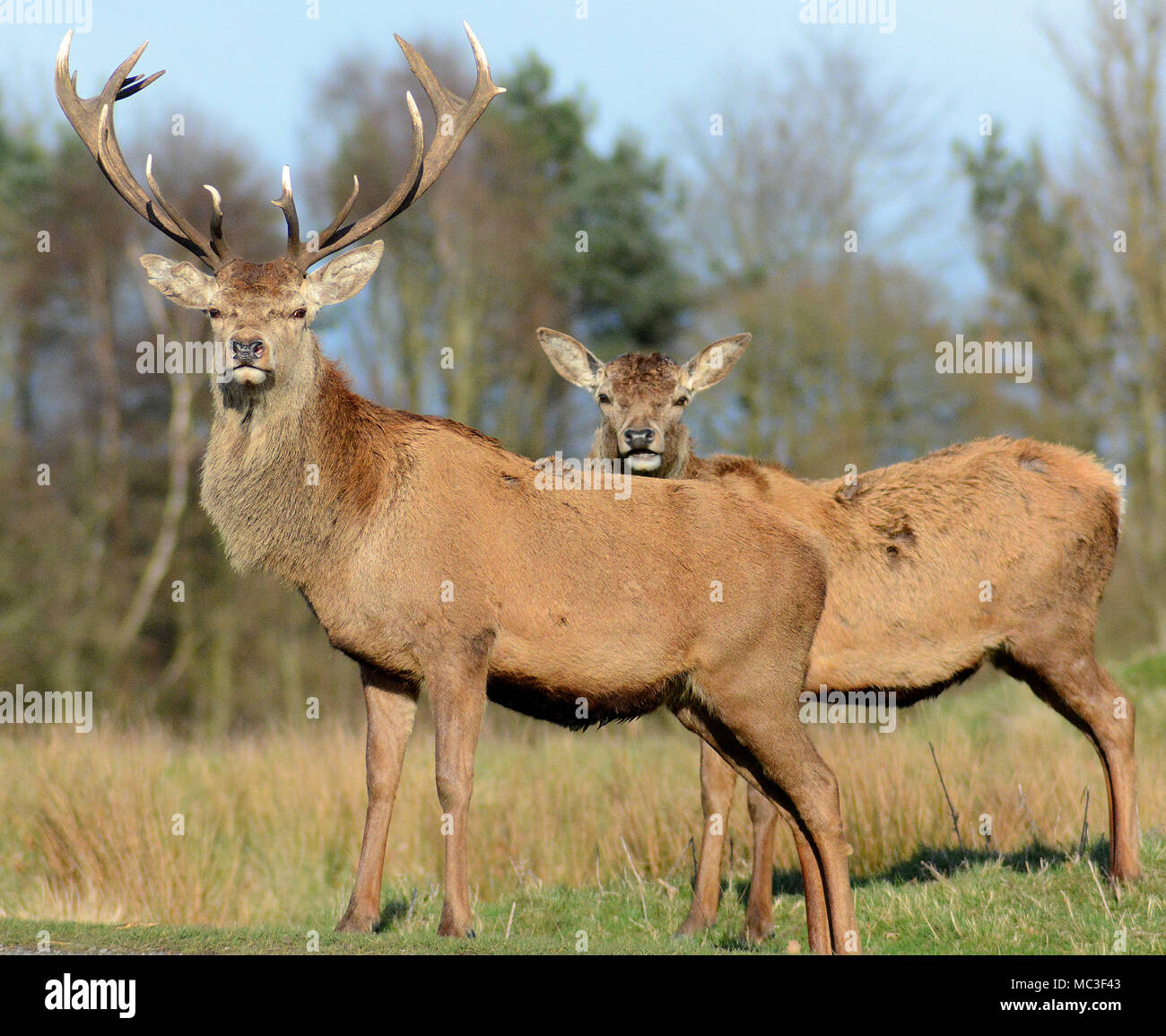 A stag and a doe at Tatton Park stately home, Cheshire Stock Photo - Alamy