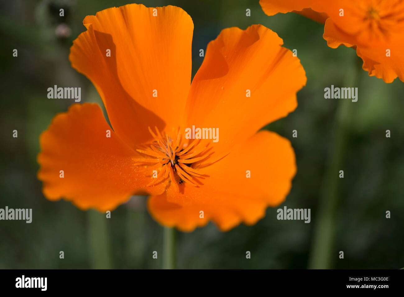Here on Camp Pendleton the California state flower can been seen all ...