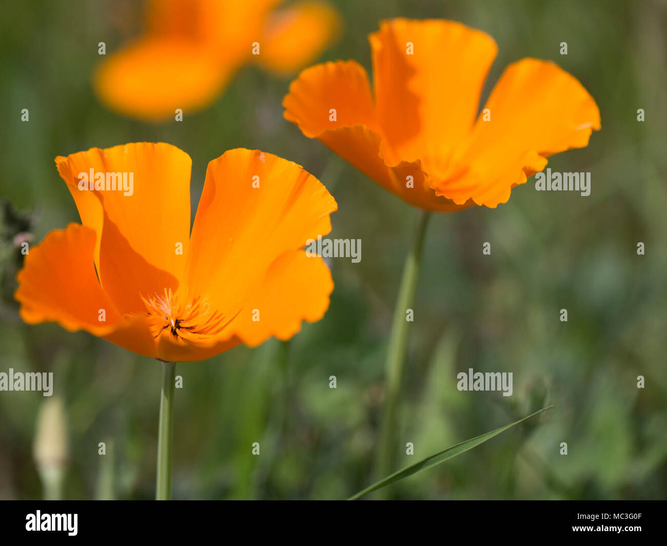 Here on Camp Pendleton the California state flower can been seen all ...