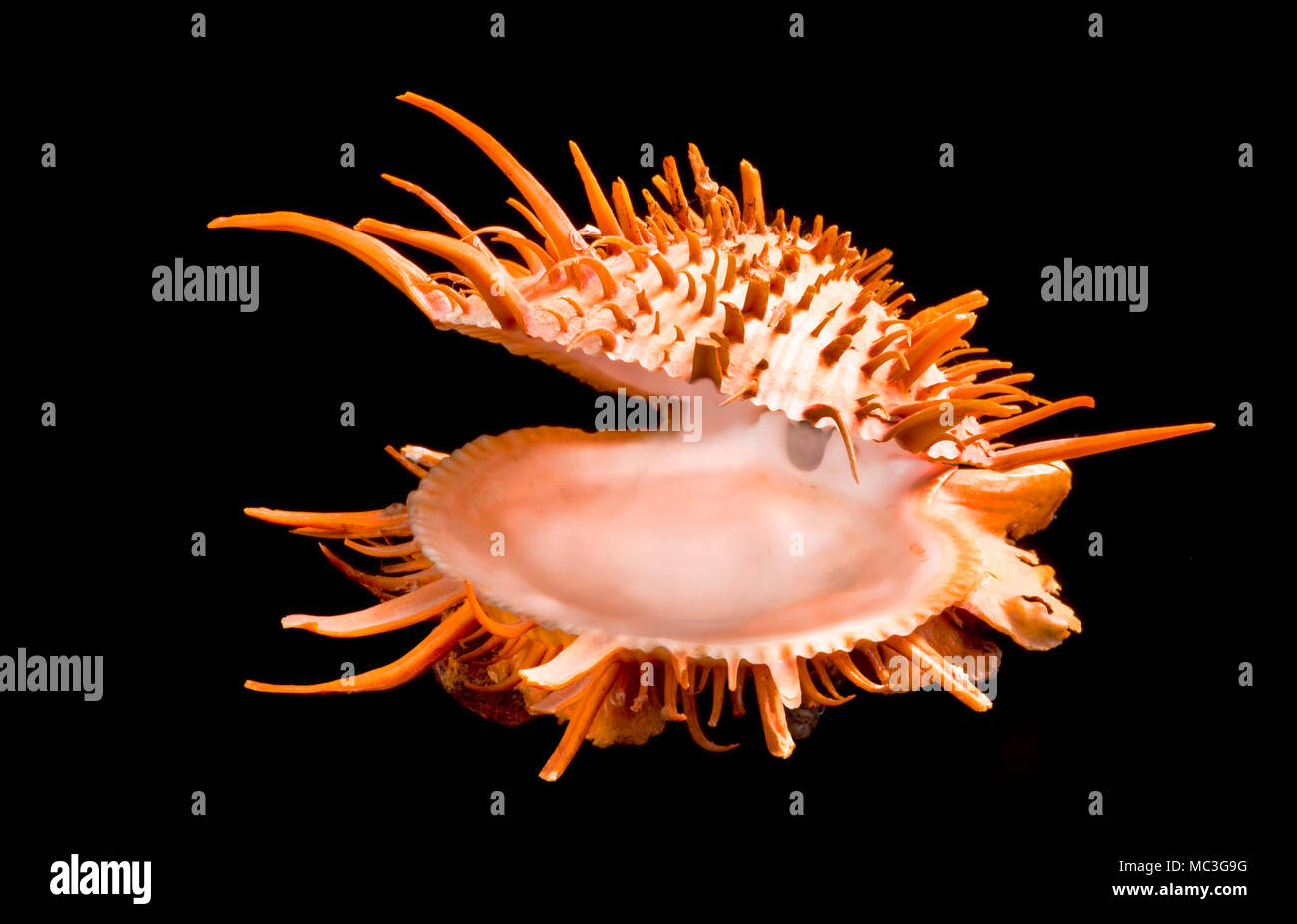 Spiny oyster hi-res stock photography and images - Alamy