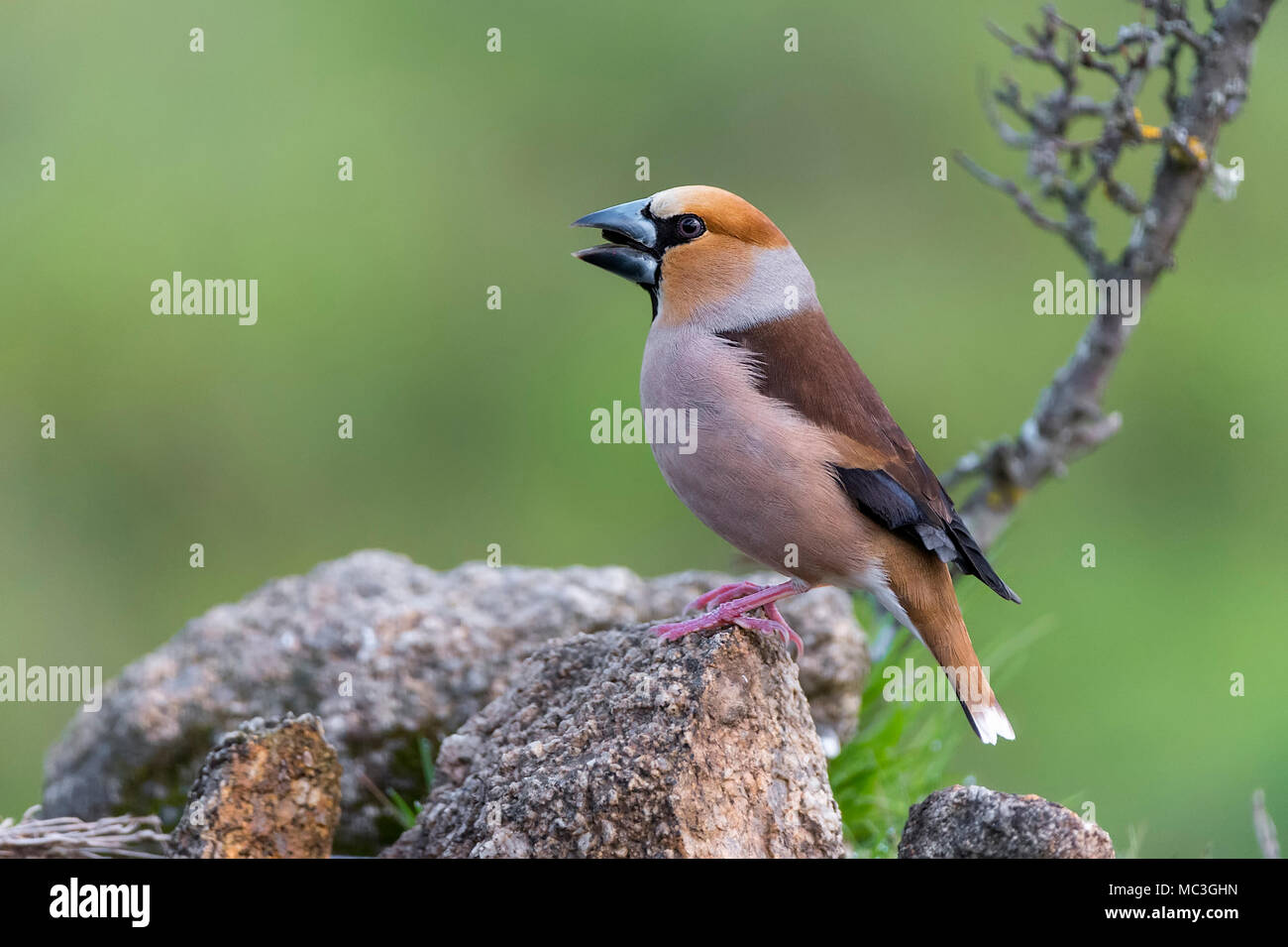 Hawfinch beak hi-res stock photography and images - Alamy