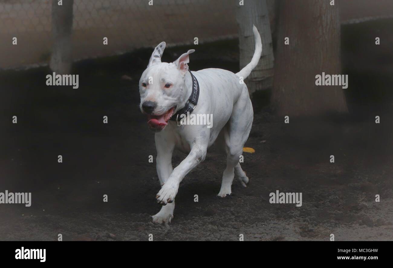Pitbull running hi-res stock photography and images - Alamy