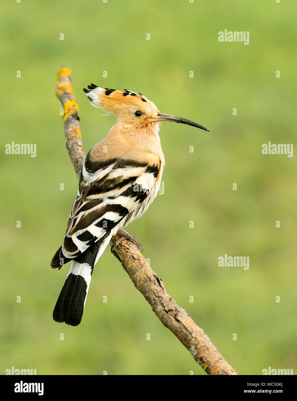 Upupa epops hi-res stock photography and images - Alamy