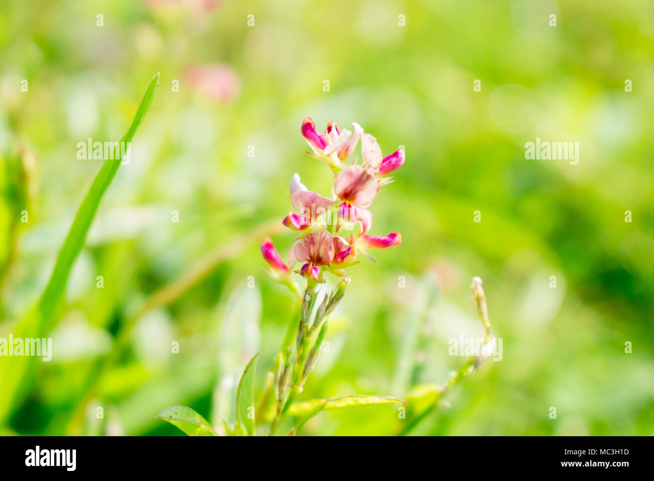 Midle season hi-res stock photography and images - Alamy