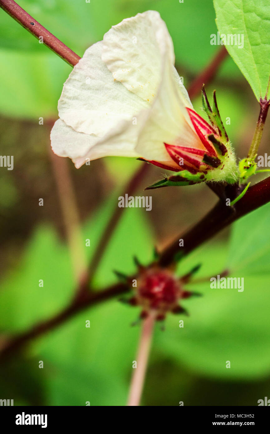 Full Bloom of Rosella Flower Surrounding by The Green Leaves Stock ...