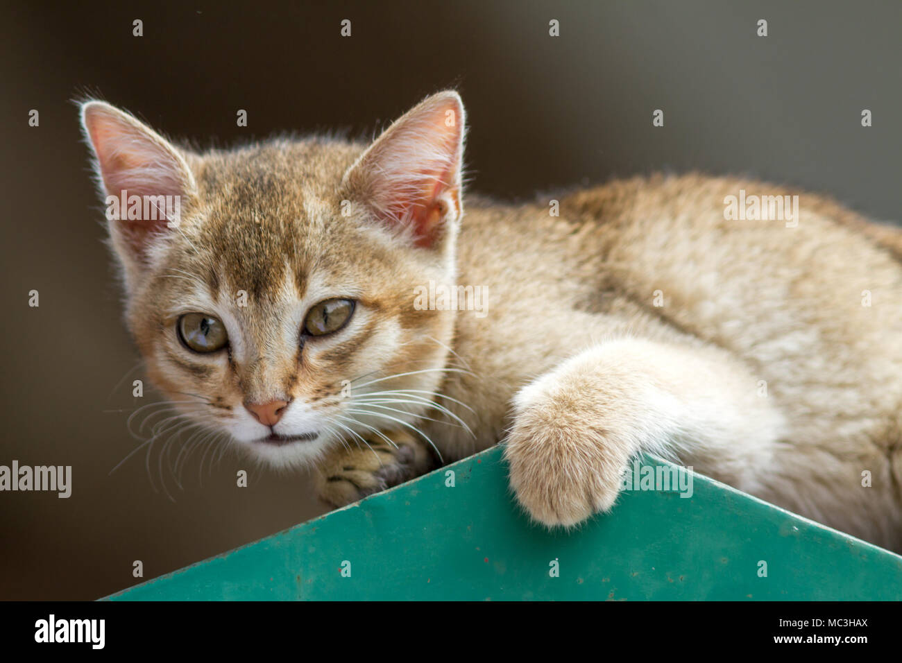 The domestic cat in Himalayas as seen on a road trip towards central ...