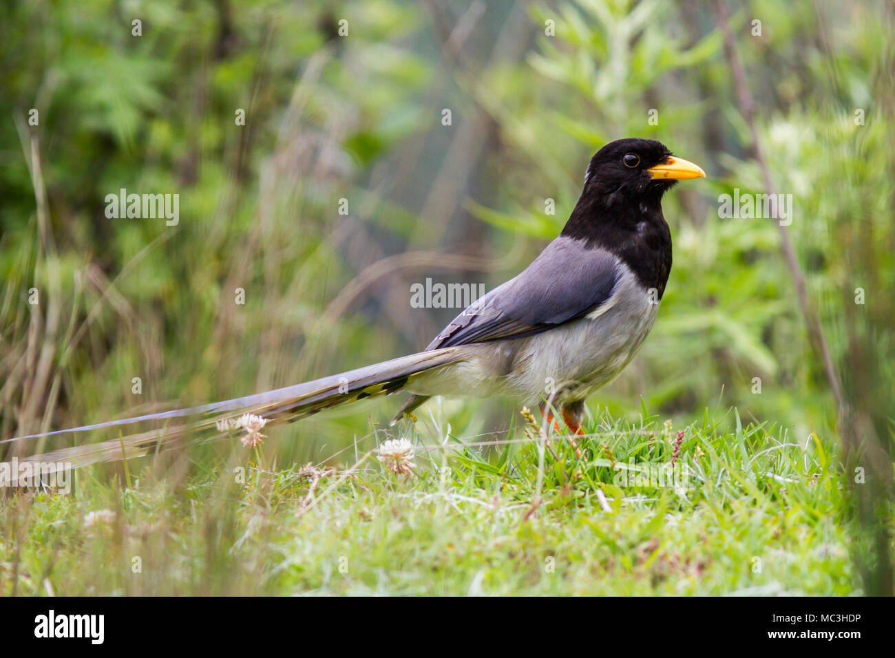 Tibetan magpie hi-res stock photography and images - Alamy