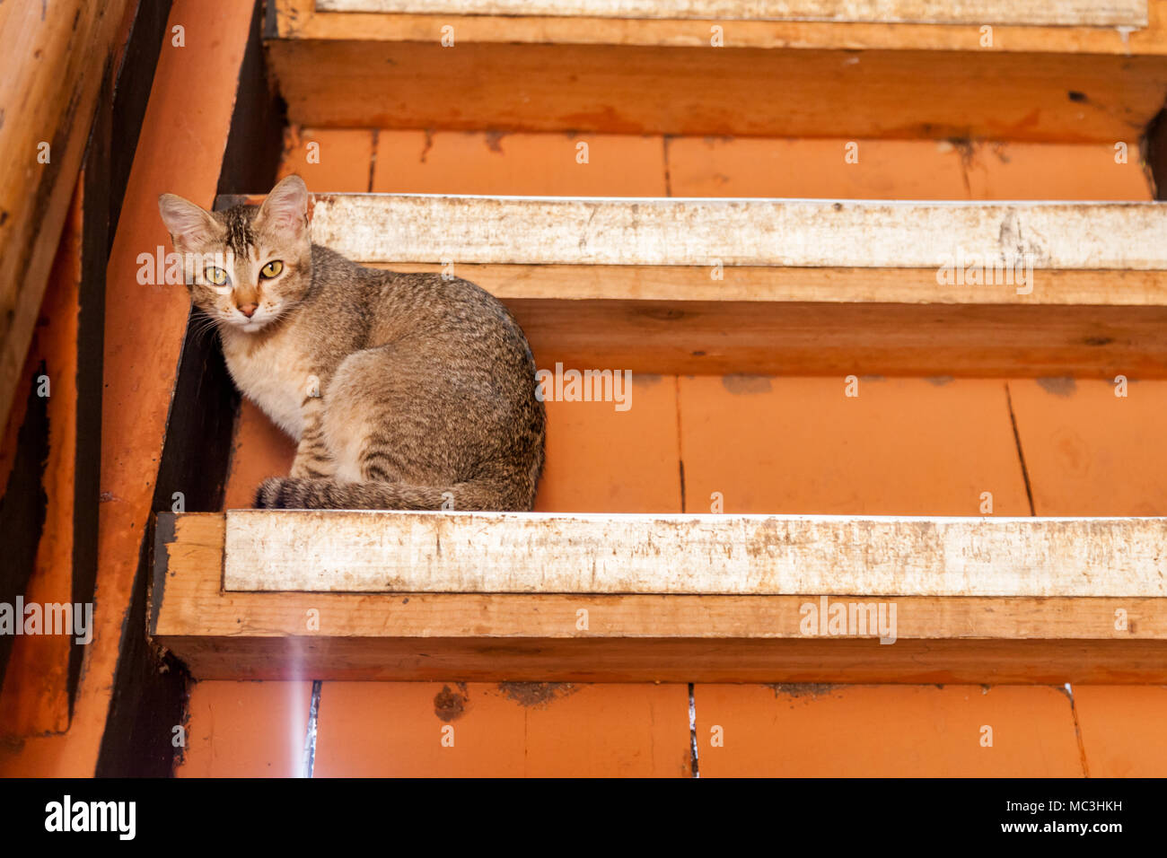 The domestic cat in Himalayas as seen on a road trip towards central ...