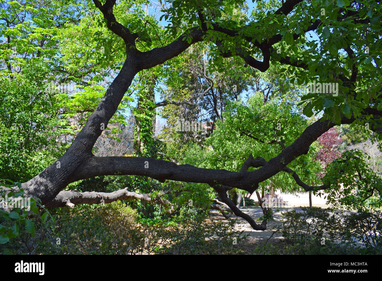 Fallen tree in public park Stock Photo - Alamy