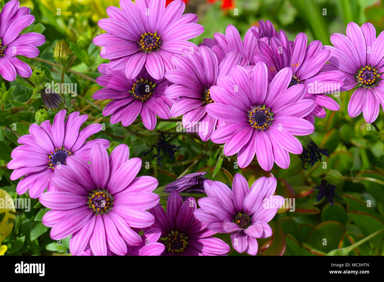 , Daisies garden flowe Stock Photo - Alamy