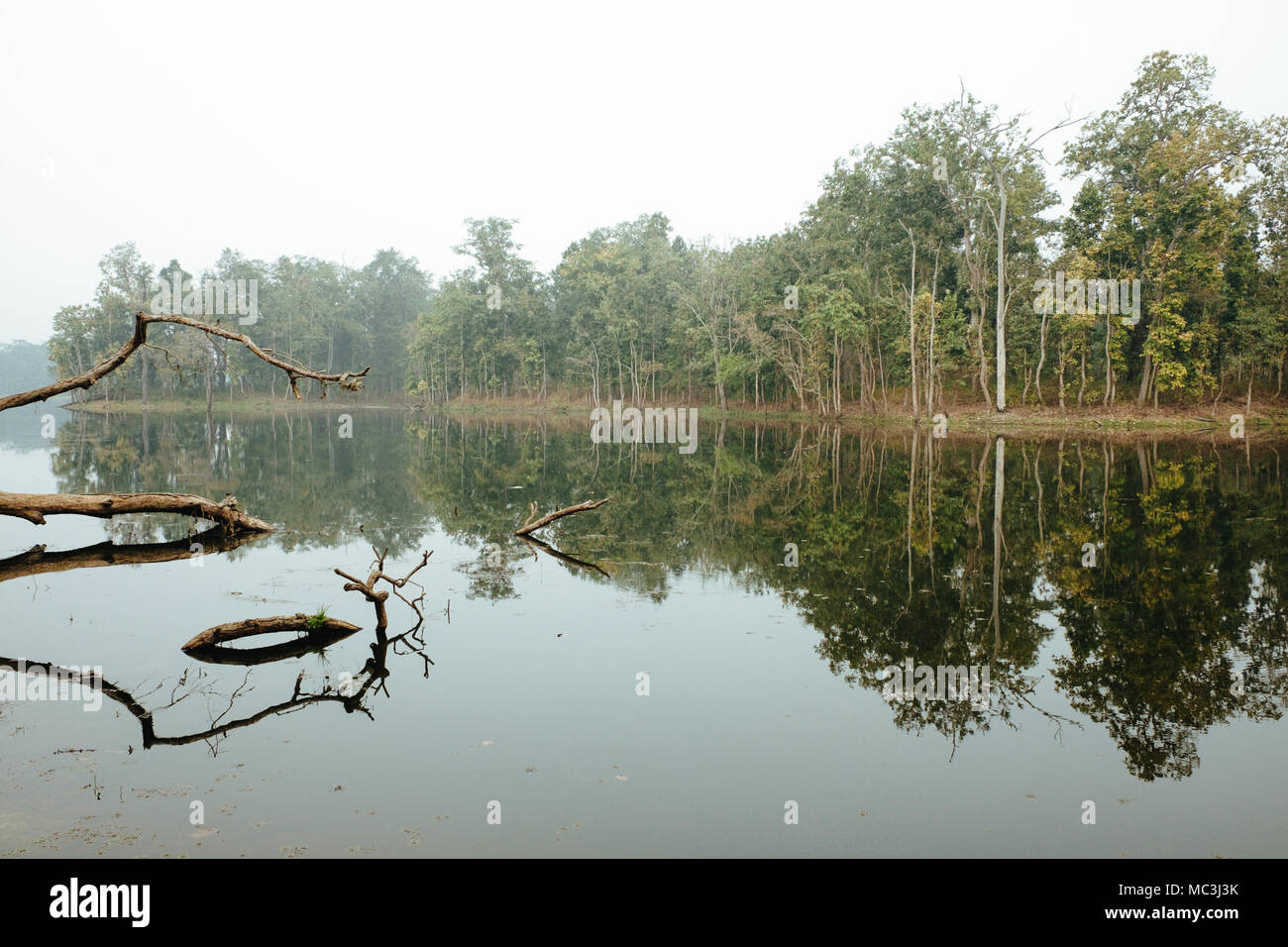 Beautiful forest lake hi-res stock photography and images - Alamy