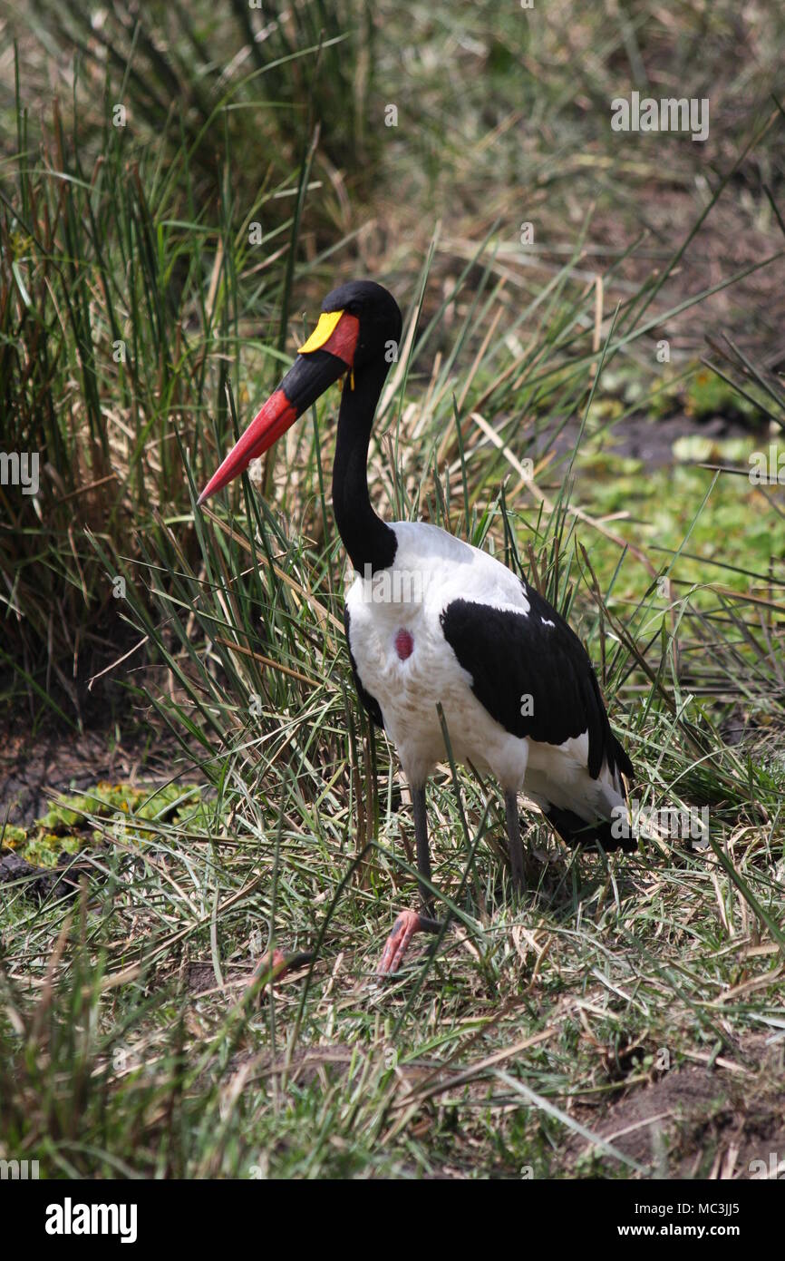 Male Saddlebill Stork in the rushes Stock Photo - Alamy