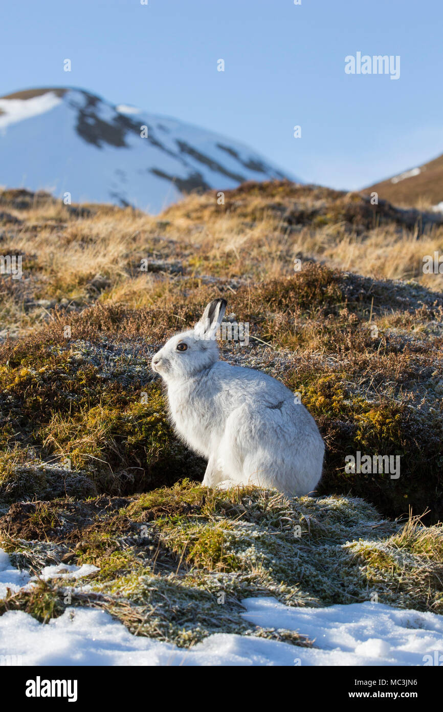 Mountain hares scotland hi-res stock photography and images - Alamy