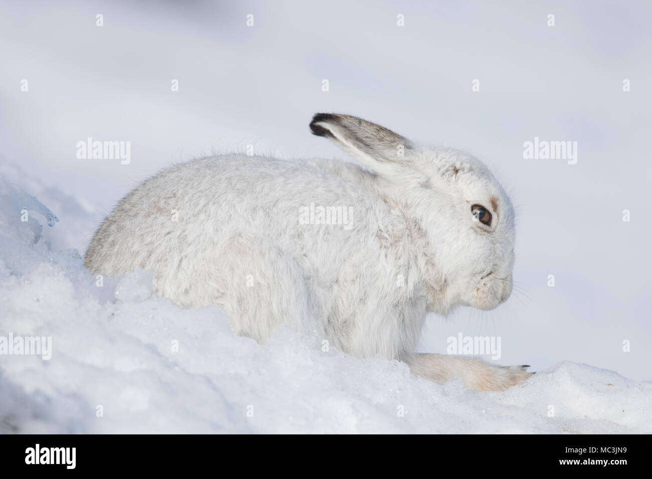 Mountain hare / Alpine hare / snow hare (Lepus timidus) in white winter ...