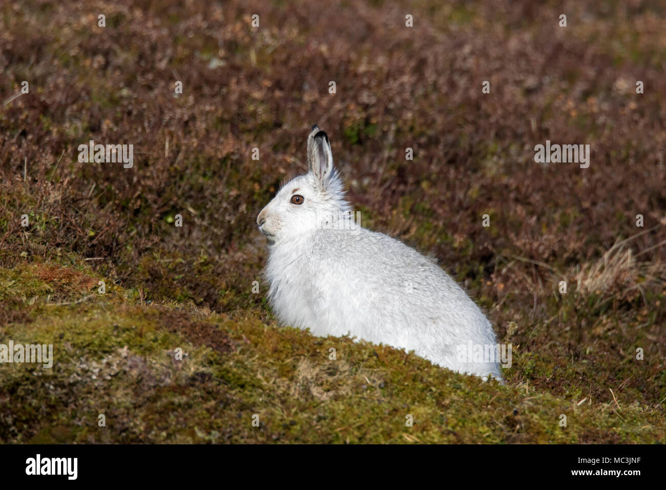 Tundra Hare Stock Photos & Tundra Hare Stock Images - Alamy